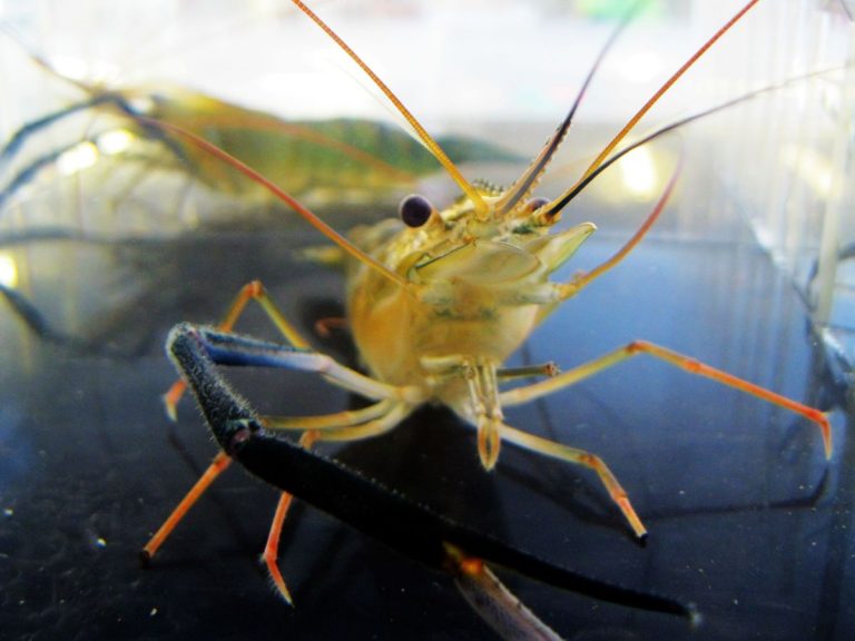 Shrimp Closeup | Freshwater Farms of Ohio