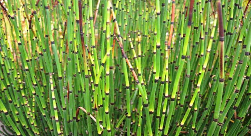 Horsetail
