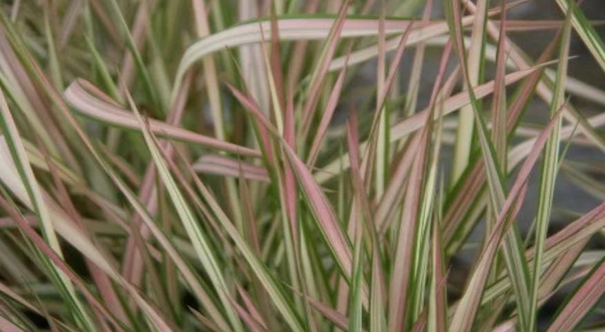 Variegated Ribbon Grass
